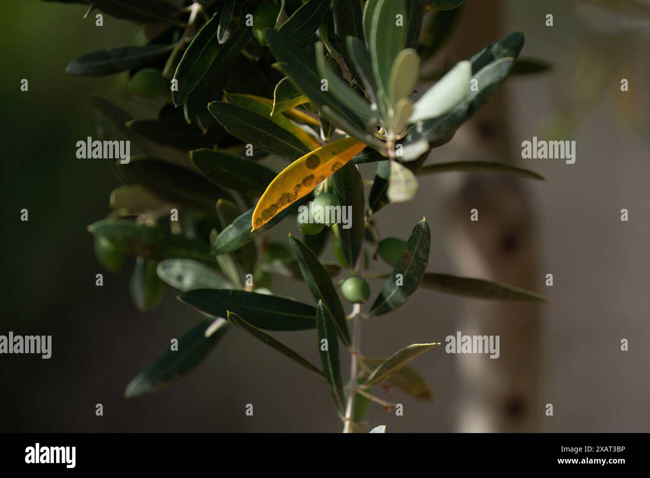 Disease in the olive tree. Olive leaf spot is a fungus with the ...
