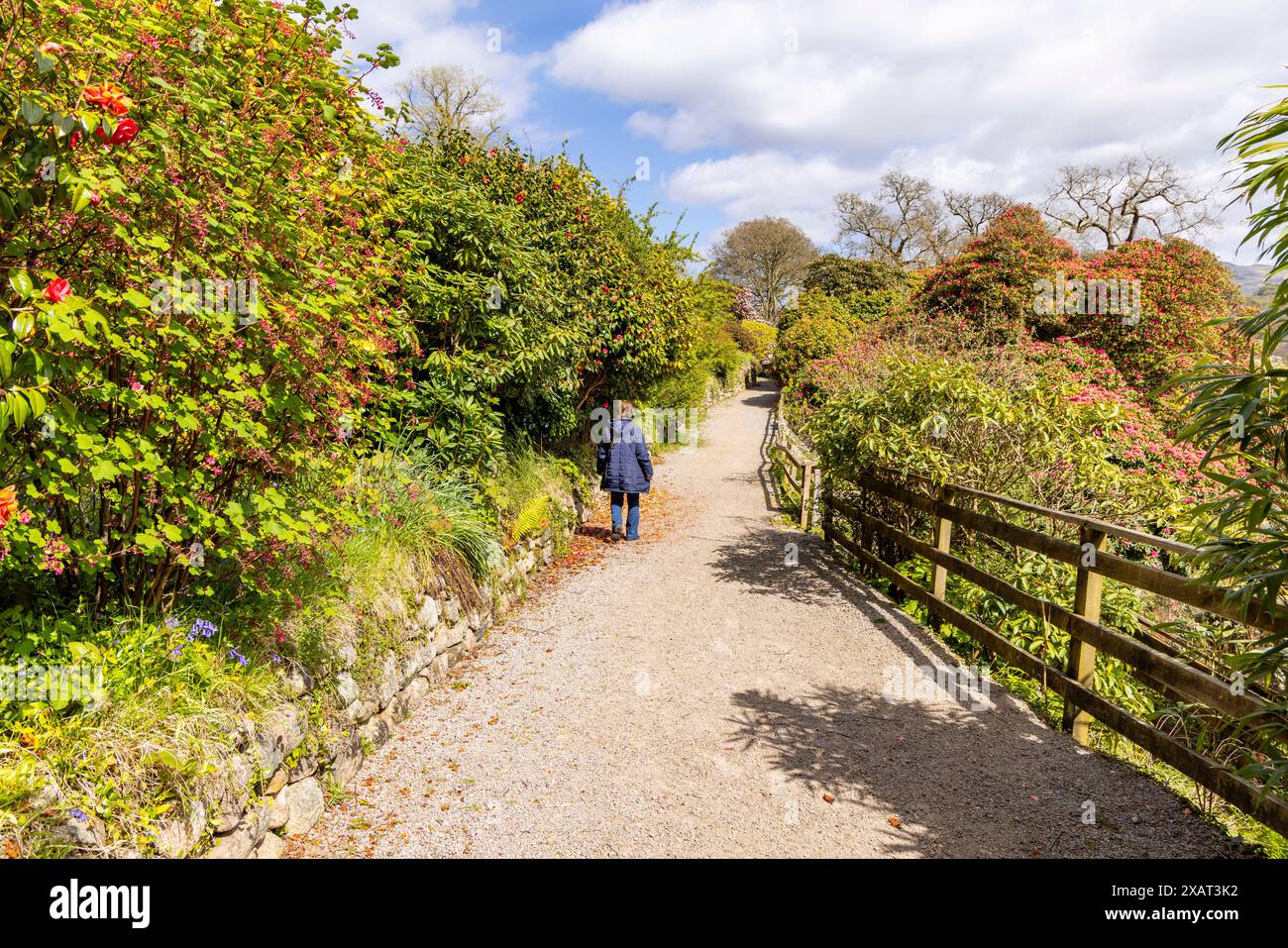 Middle-aged woman explores the Terrace Walk in Spring season, set in ...