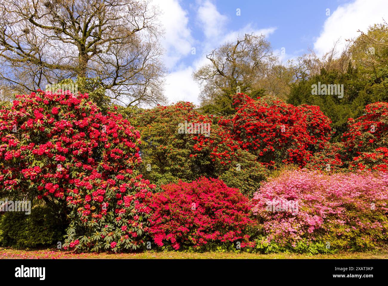 Flowering Azeleas in spring at Muncaster Castle Gardens, a Medieval ...