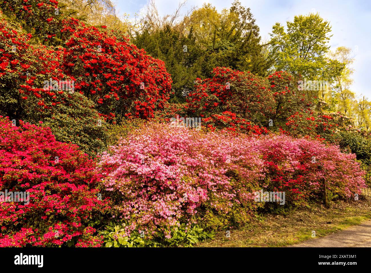 Flowering Azeleas in spring at Muncaster Castle Gardens, a Medieval ...