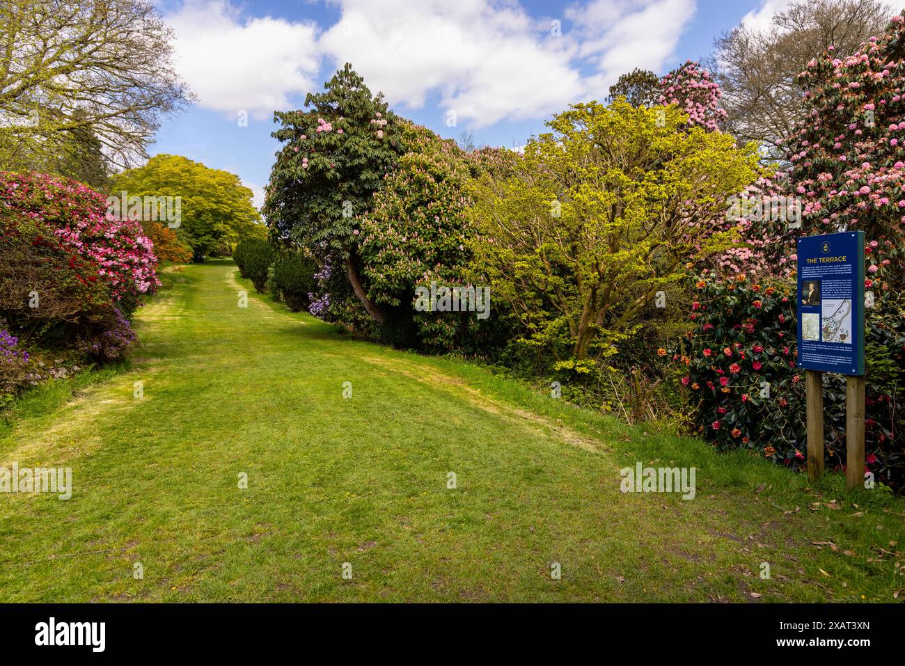 The Terrace Walk in Spring season, in the grounds of Muncaster Castle ...