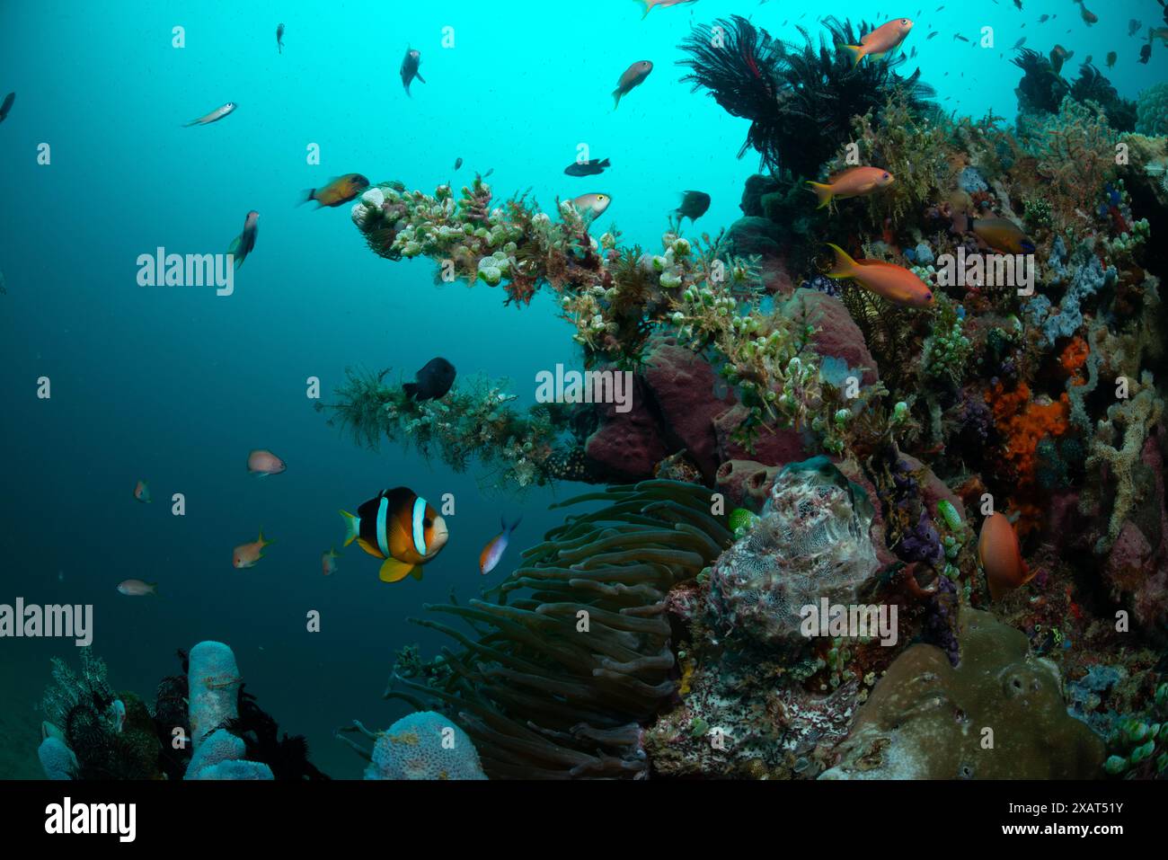 Reefscape - Bangka Island Stock Photo - Alamy