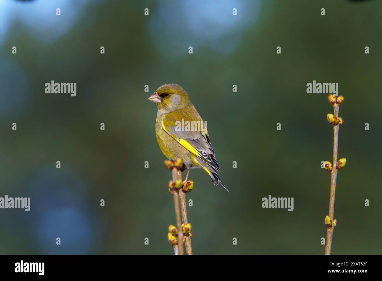 Chloris chloris Carduelis chloris Family Fringillidae Genus Chloris ...