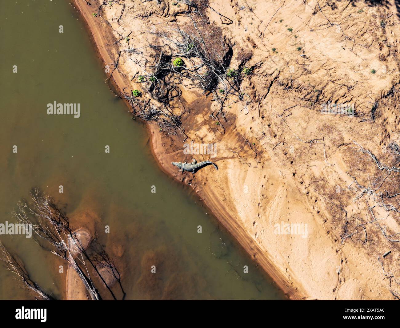 Drone 4k bird eye view of a wild saltwater crocodile resting on ...