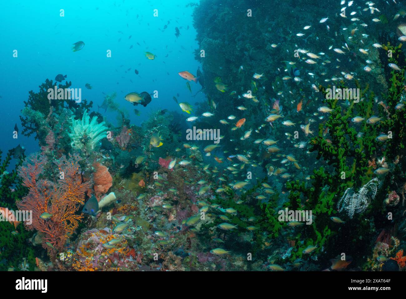 Reefscape - Bangka Island Stock Photo - Alamy