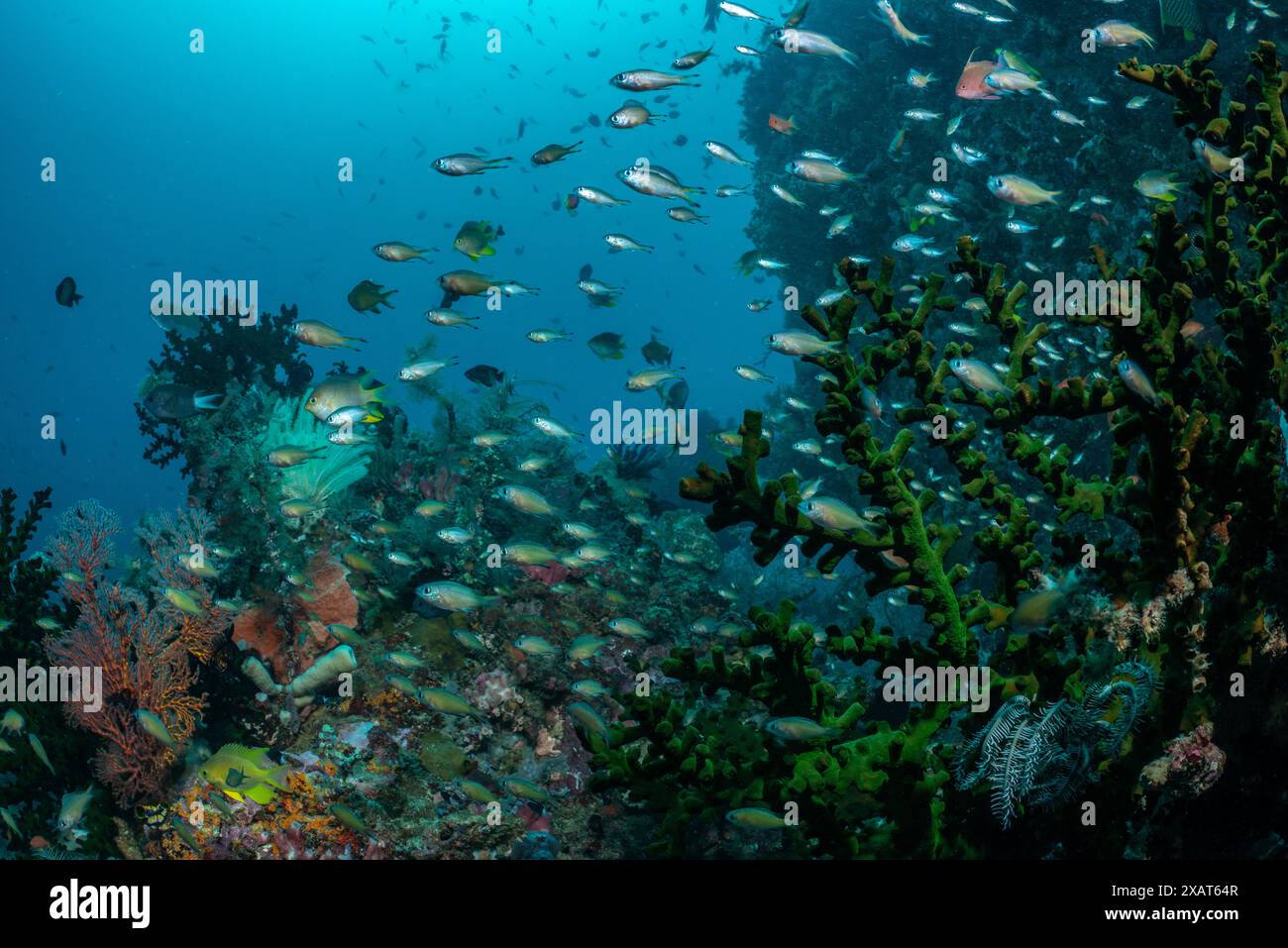Reefscape - Bangka Island Stock Photo - Alamy