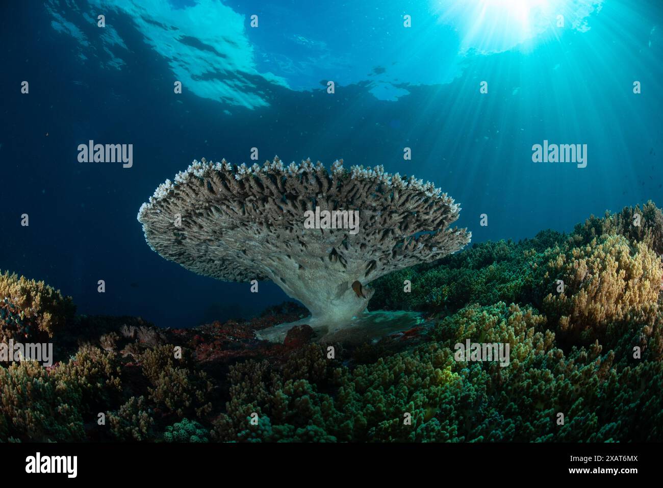 Reefscape - Bangka Island Stock Photo - Alamy