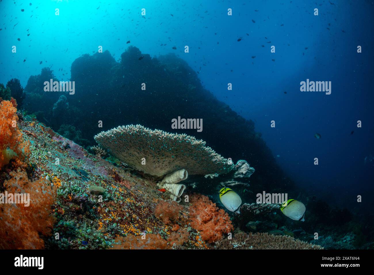Reefscape - Bangka Island Stock Photo - Alamy