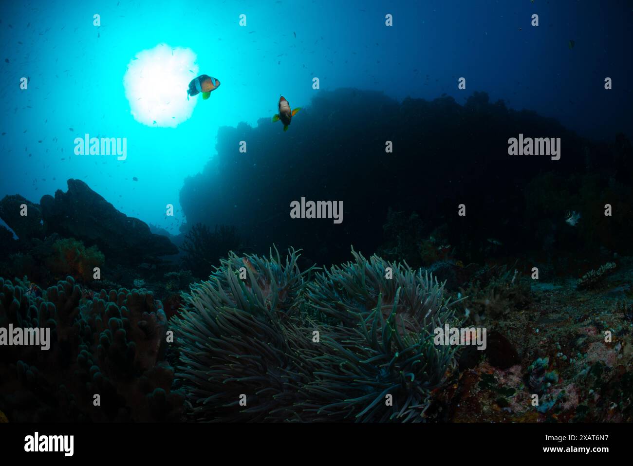 Reefscape - Bangka Island Stock Photo - Alamy