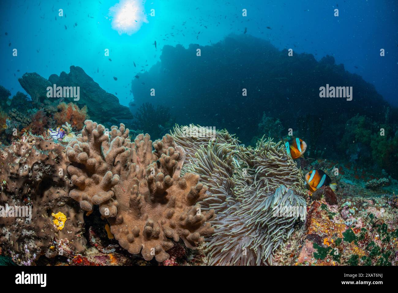 Reefscape - Bangka Island Stock Photo - Alamy