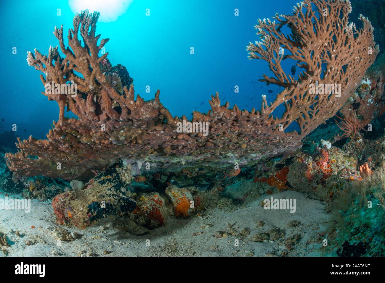 Reefscape - Bangka Island Stock Photo - Alamy