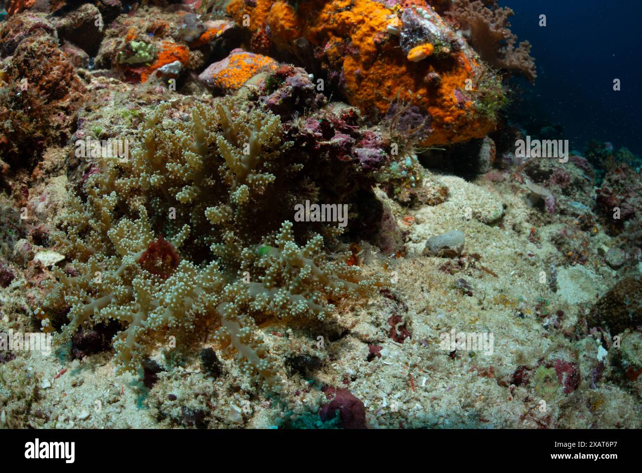 Reefscape - Bangka Island Stock Photo - Alamy