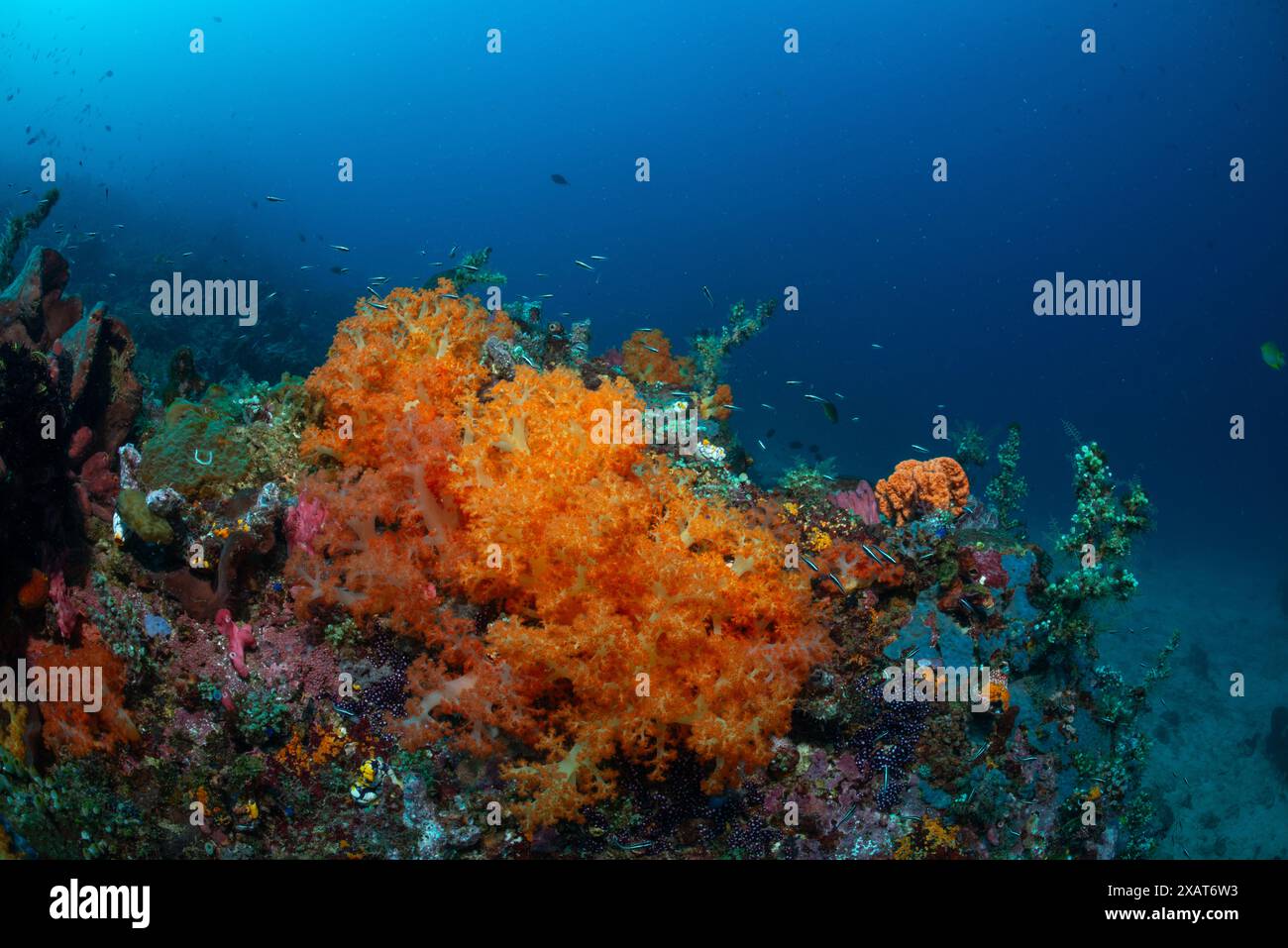 Reefscape - Bangka Island Stock Photo - Alamy