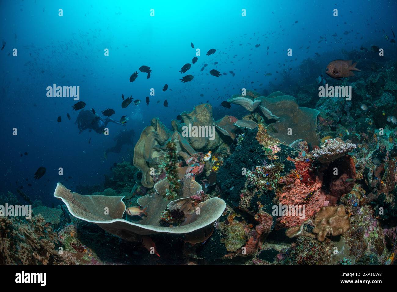Reefscape - Bangka Island Stock Photo - Alamy