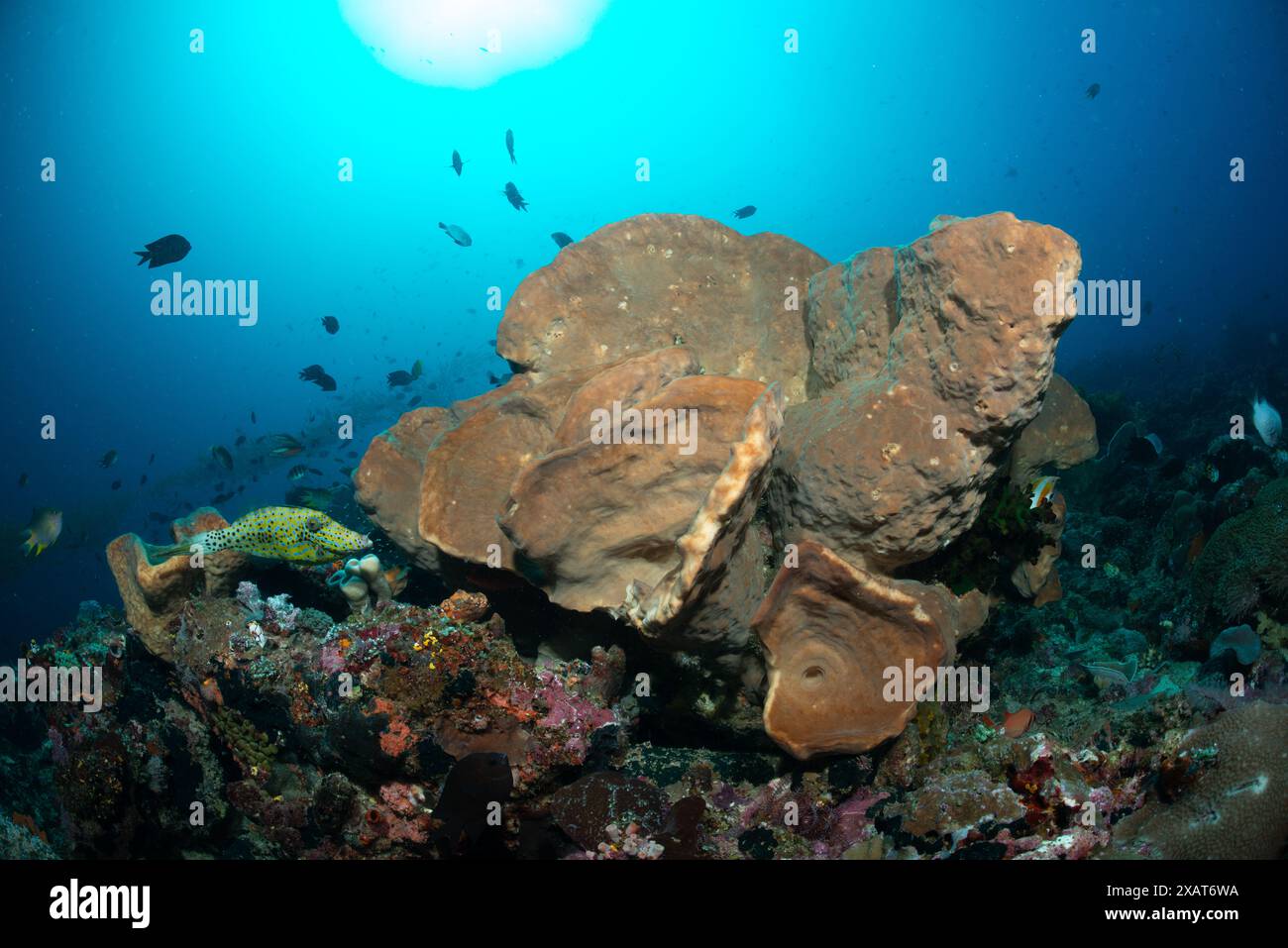 Reefscape - Bangka Island Stock Photo - Alamy