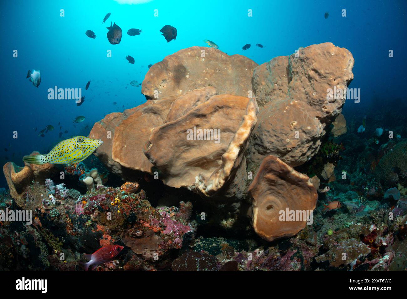 Reefscape - Bangka Island Stock Photo - Alamy