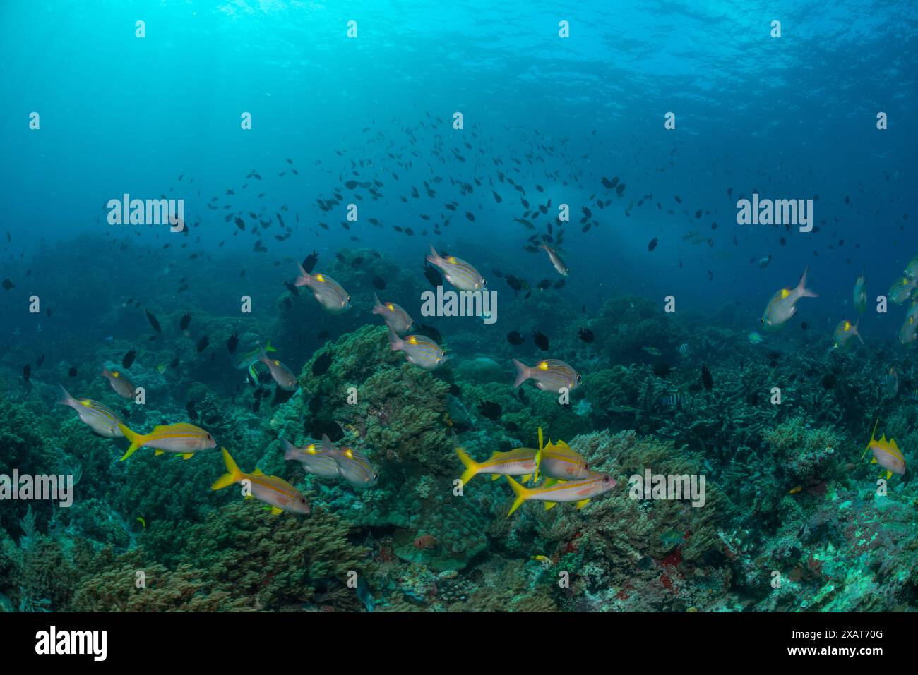 Reefscape - Bangka Island Stock Photo - Alamy