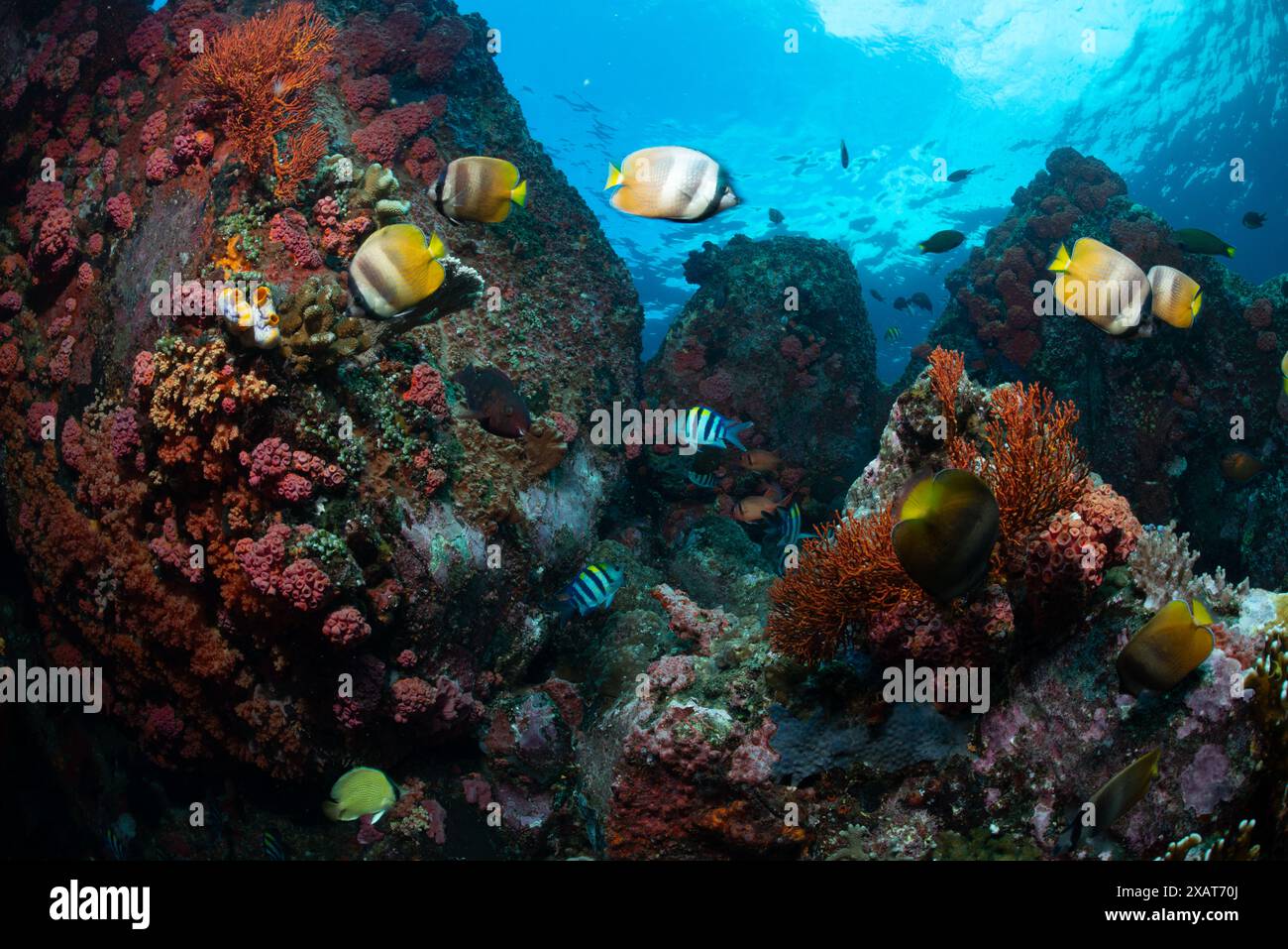 Reefscape - Bangka Island Stock Photo - Alamy