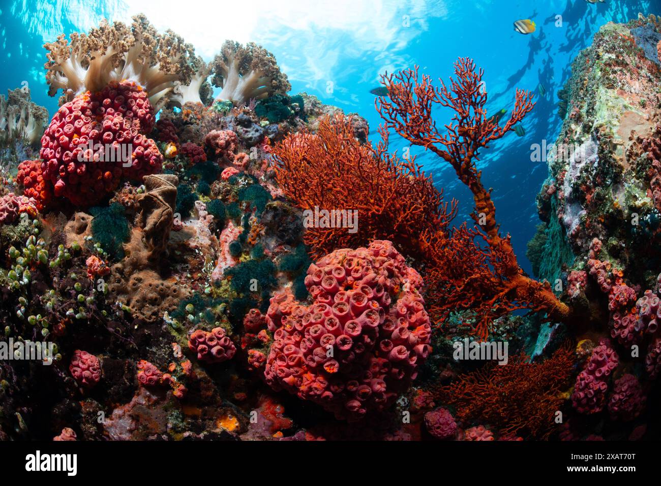 Reefscape - Bangka Island Stock Photo - Alamy