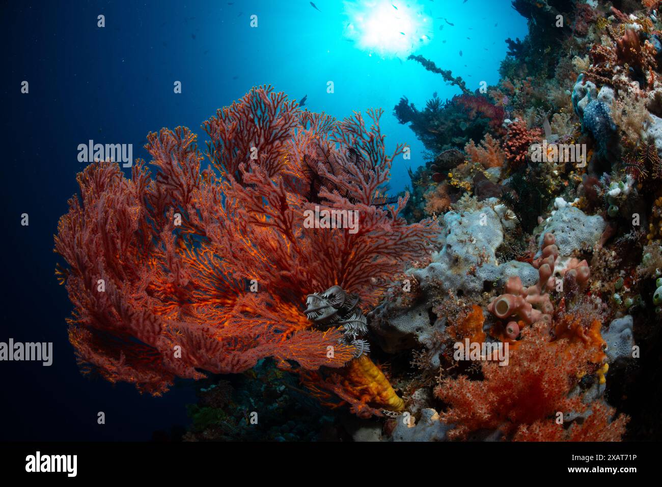 Reefscape - Bangka Island Stock Photo - Alamy