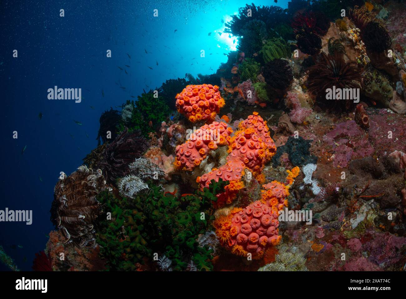 Bangka island, indonesia hi-res stock photography and images - Alamy