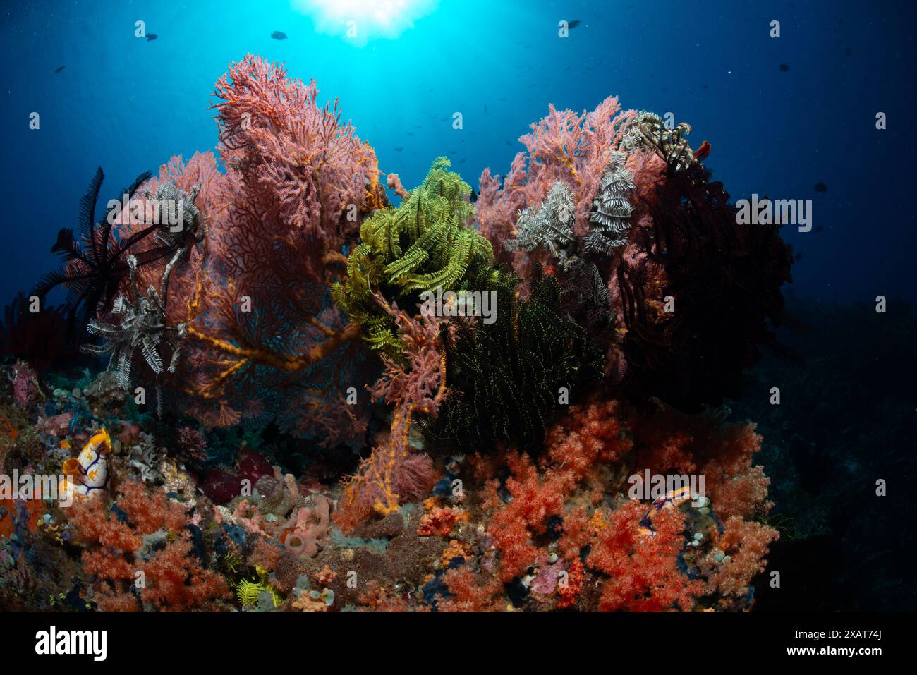 Reefscape - Bangka Island Stock Photo - Alamy