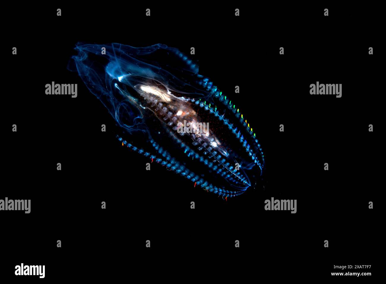 Black water diving Stock Photo - Alamy