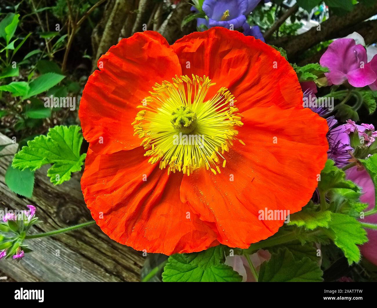 Bright red Iceland poppy bloom with a yellow center, on a bed of green ...