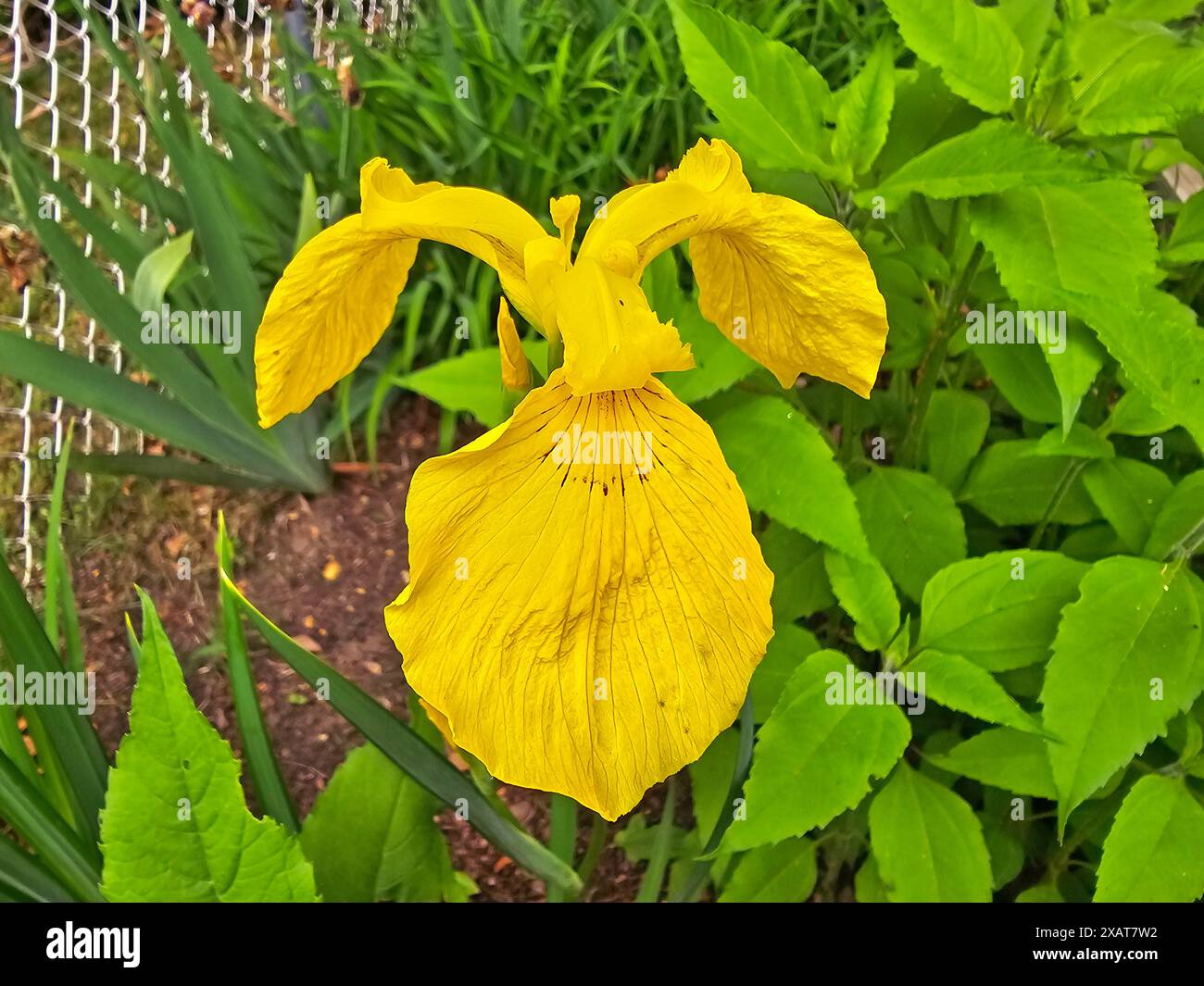 Water flag flower hi-res stock photography and images - Alamy