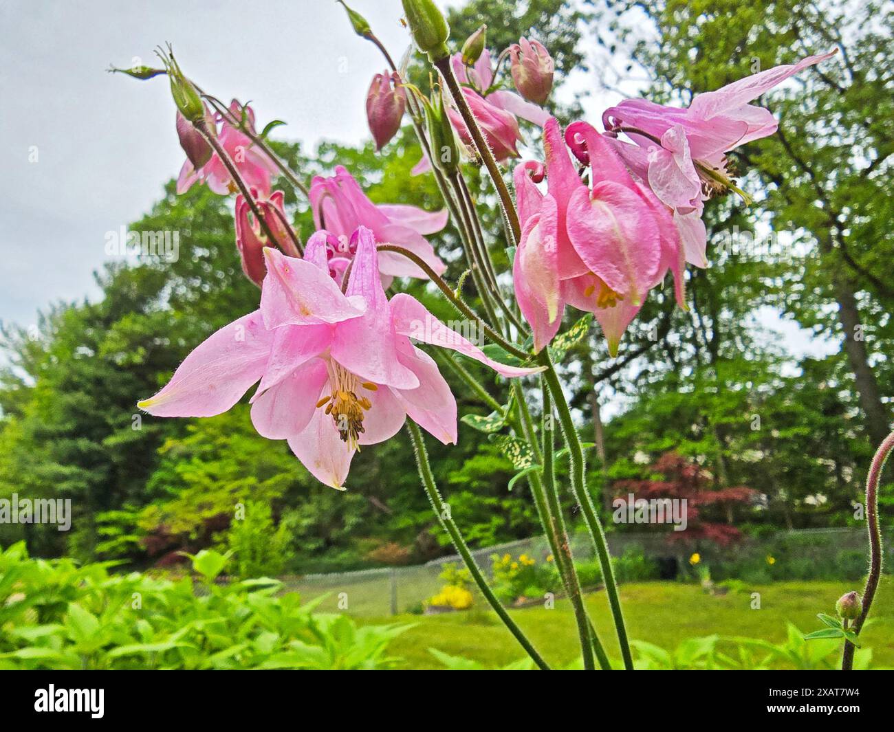Pink columbine flower blooms on a blurred background of green ...