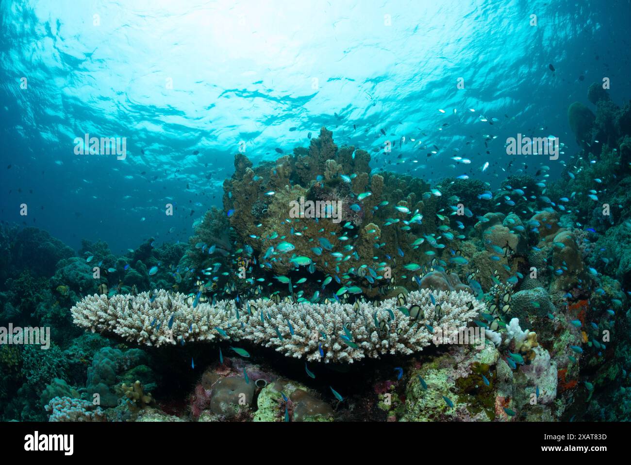 Reefscape - Bunaken Island Stock Photo - Alamy