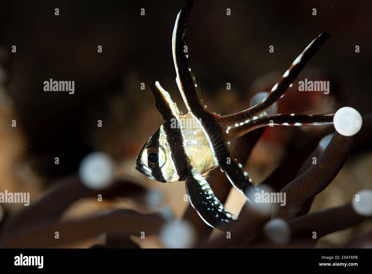 Muck Diving - Critters at Lembeh Strait Stock Photo - Alamy