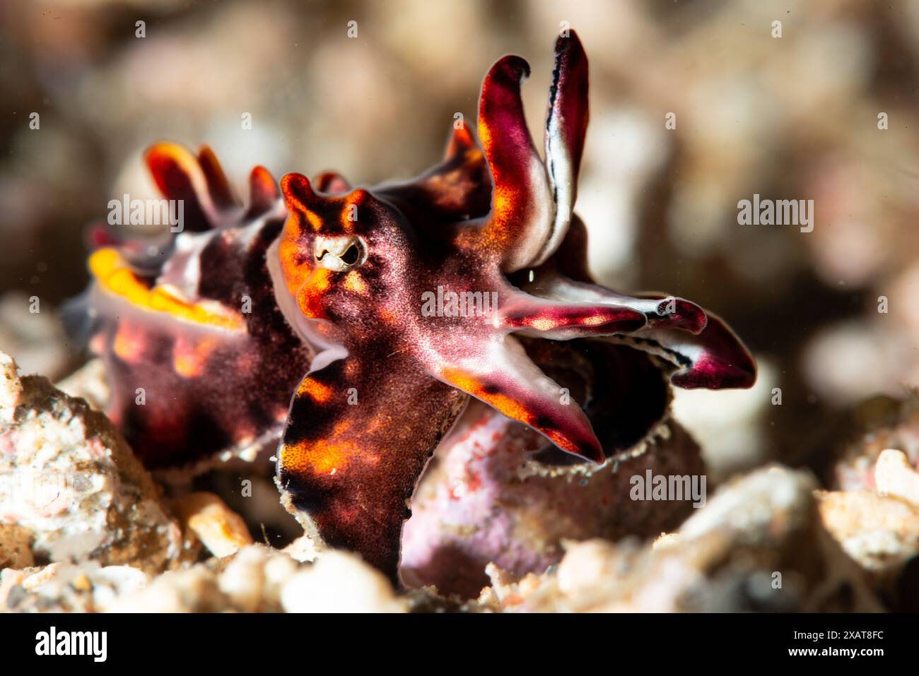 Muck Diving - Critters at Lembeh Strait Stock Photo - Alamy