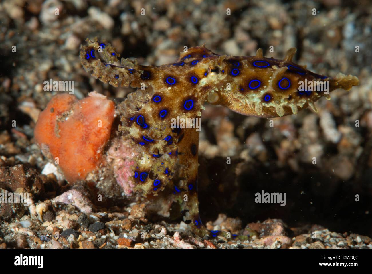 Muck Diving - Critters at Lembeh Strait Stock Photo - Alamy