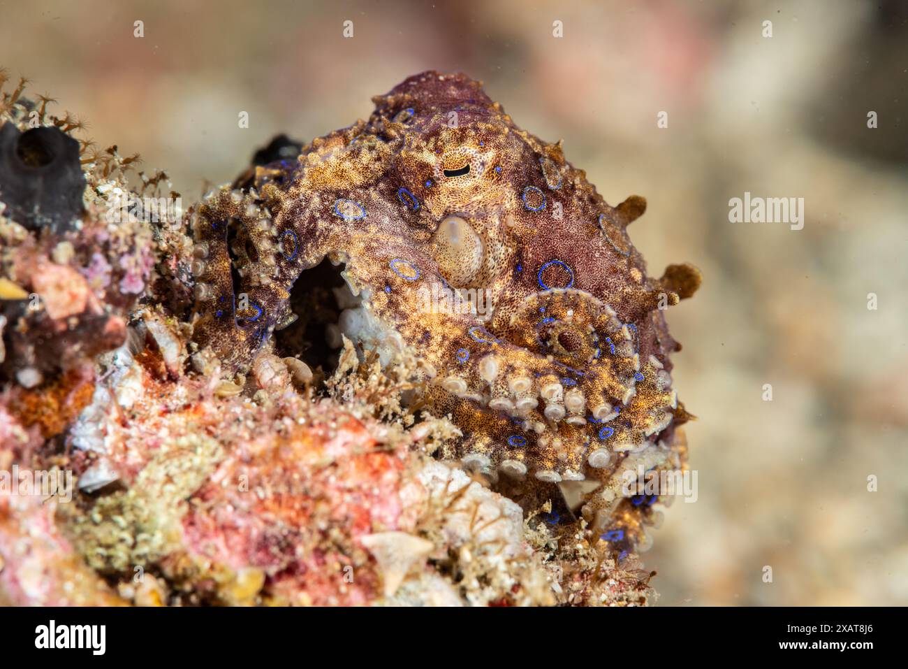 Muck Diving - Critters at Lembeh Strait Stock Photo - Alamy