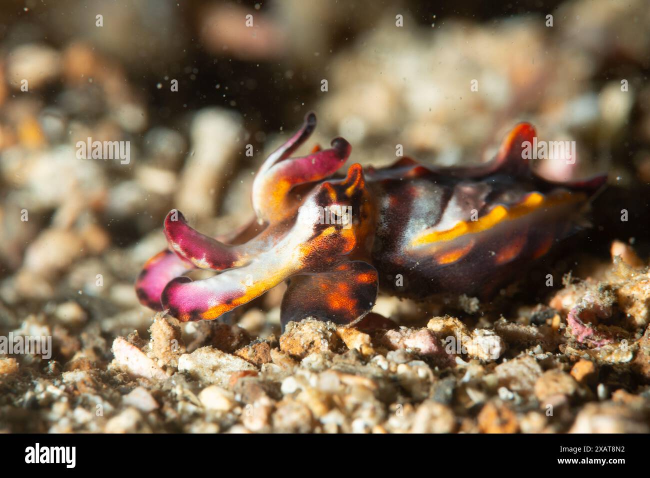 Muck Diving - Critters at Lembeh Strait Stock Photo - Alamy
