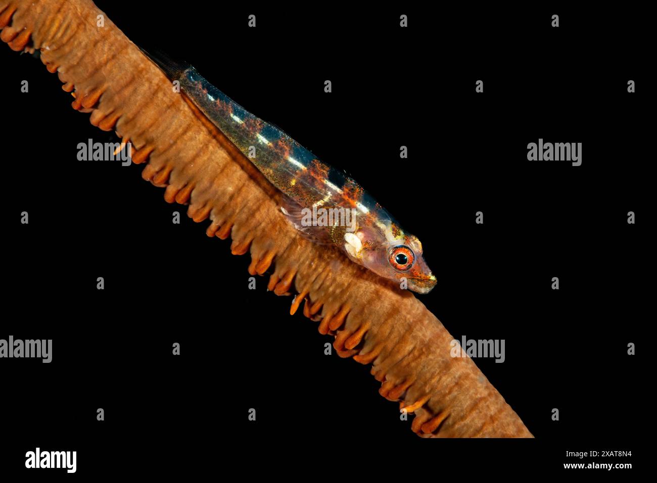 Muck Diving - Critters at Lembeh Strait Stock Photo - Alamy