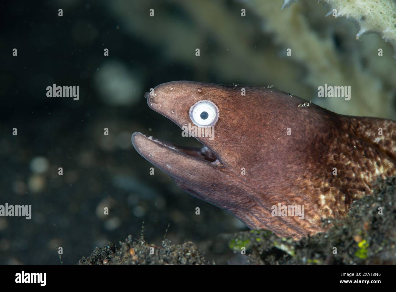 Muck Diving - Critters at Lembeh Strait Stock Photo - Alamy
