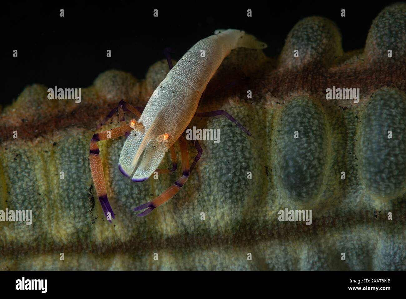 Muck Diving - Critters at Lembeh Strait Stock Photo - Alamy