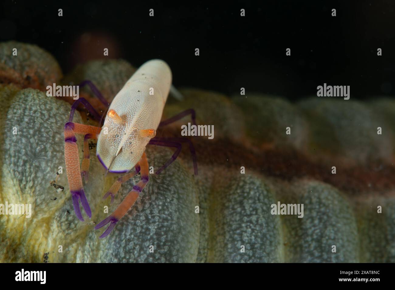 Muck Diving - Critters at Lembeh Strait Stock Photo - Alamy