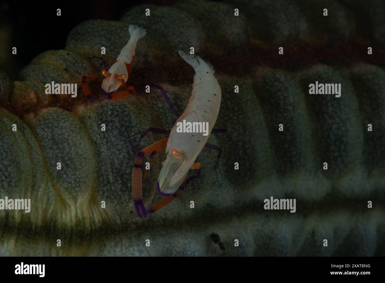 Muck Diving - Critters at Lembeh Strait Stock Photo - Alamy