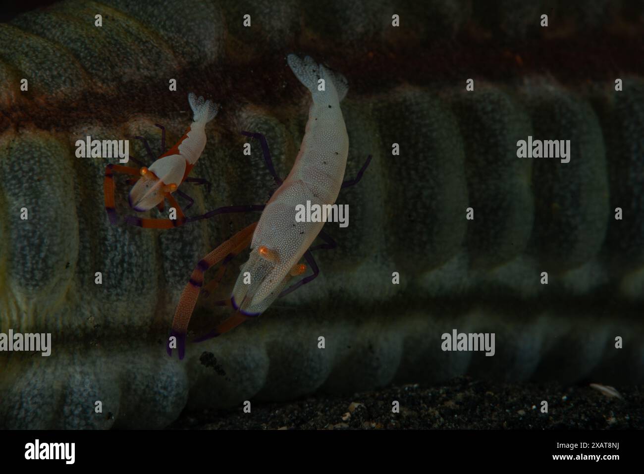 Muck Diving - Critters at Lembeh Strait Stock Photo - Alamy