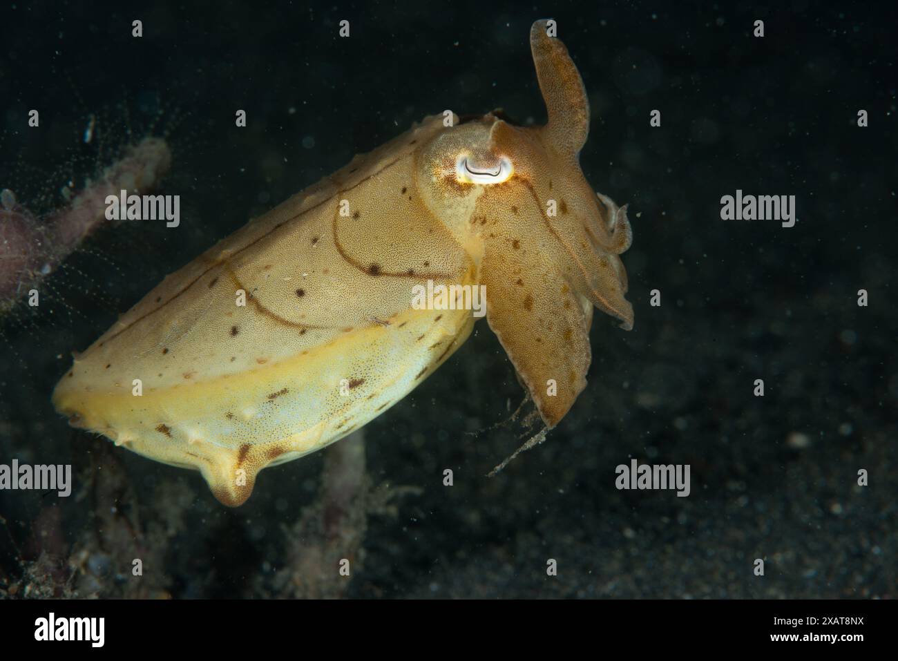 Muck Diving - Critters at Lembeh Strait Stock Photo - Alamy