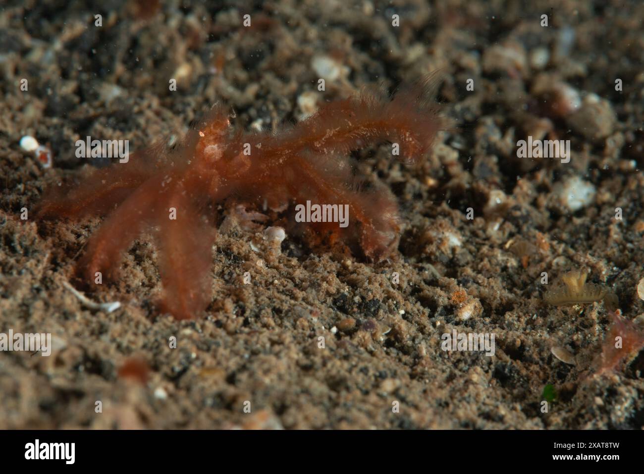 Muck Diving - Critters at Lembeh Strait Stock Photo - Alamy