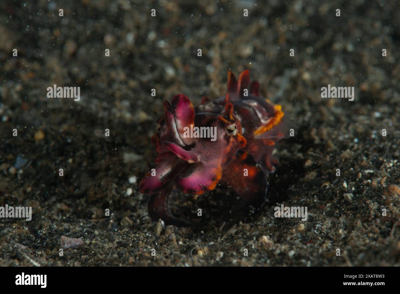 Muck Diving - Critters at Lembeh Strait Stock Photo - Alamy