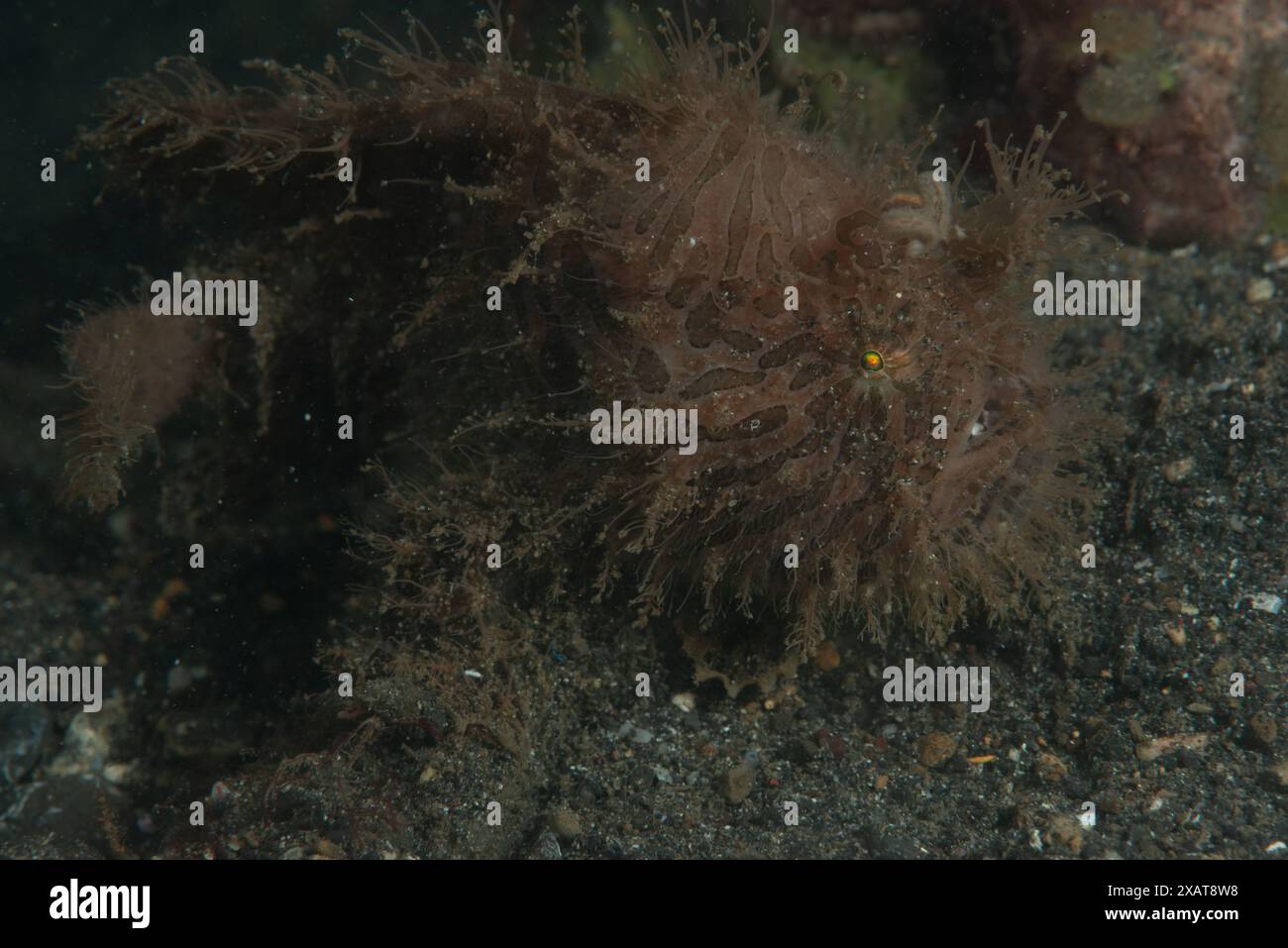 Muck Diving - Critters at Lembeh Strait Stock Photo - Alamy