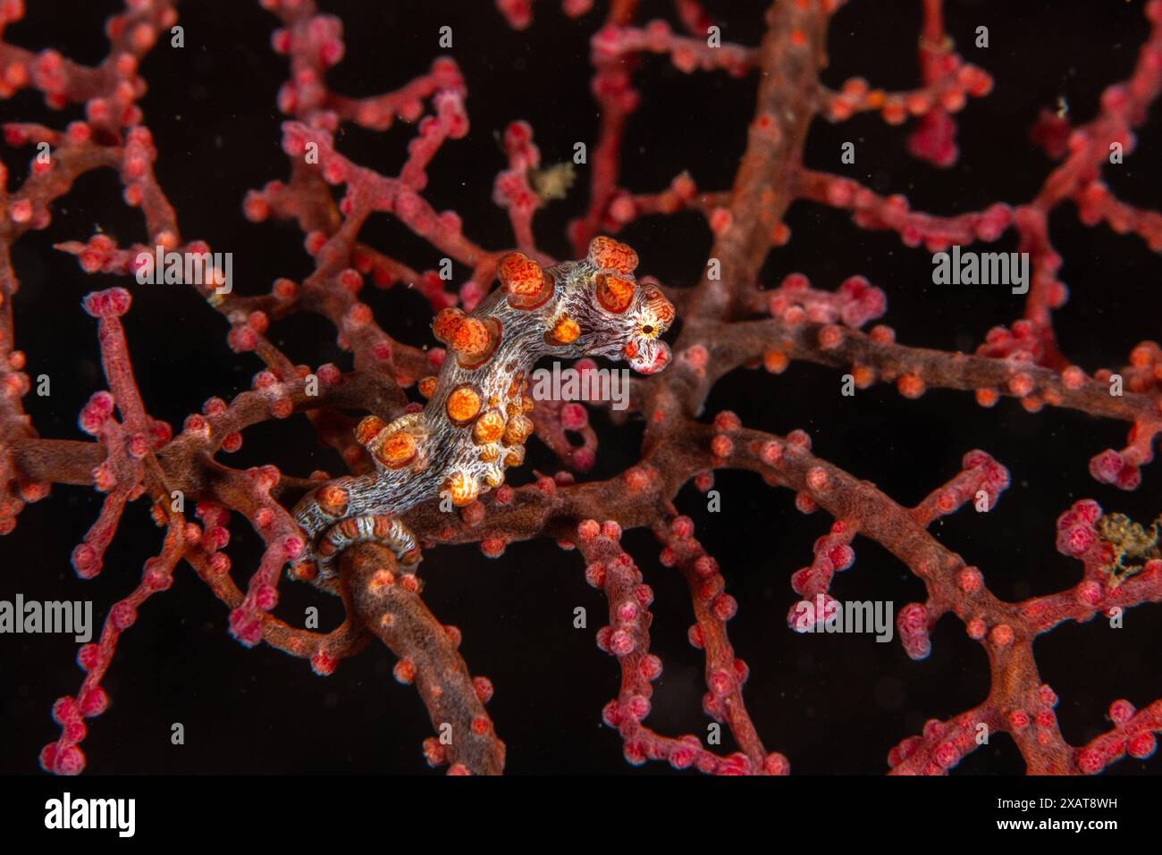 Muck Diving - Critters at Lembeh Strait Stock Photo - Alamy