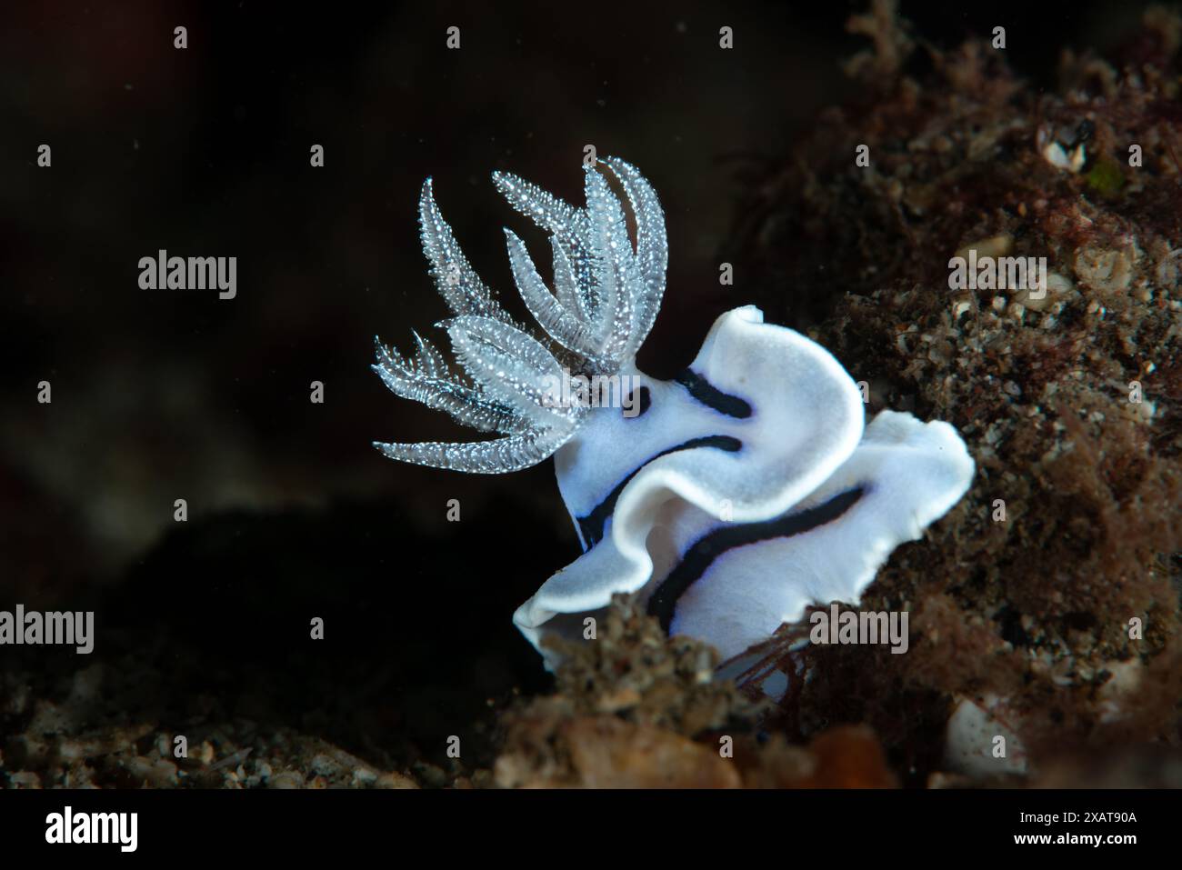 Muck Diving - Critters at Lembeh Strait Stock Photo - Alamy