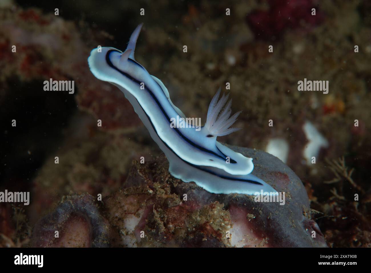 Muck Diving - Critters at Lembeh Strait Stock Photo - Alamy
