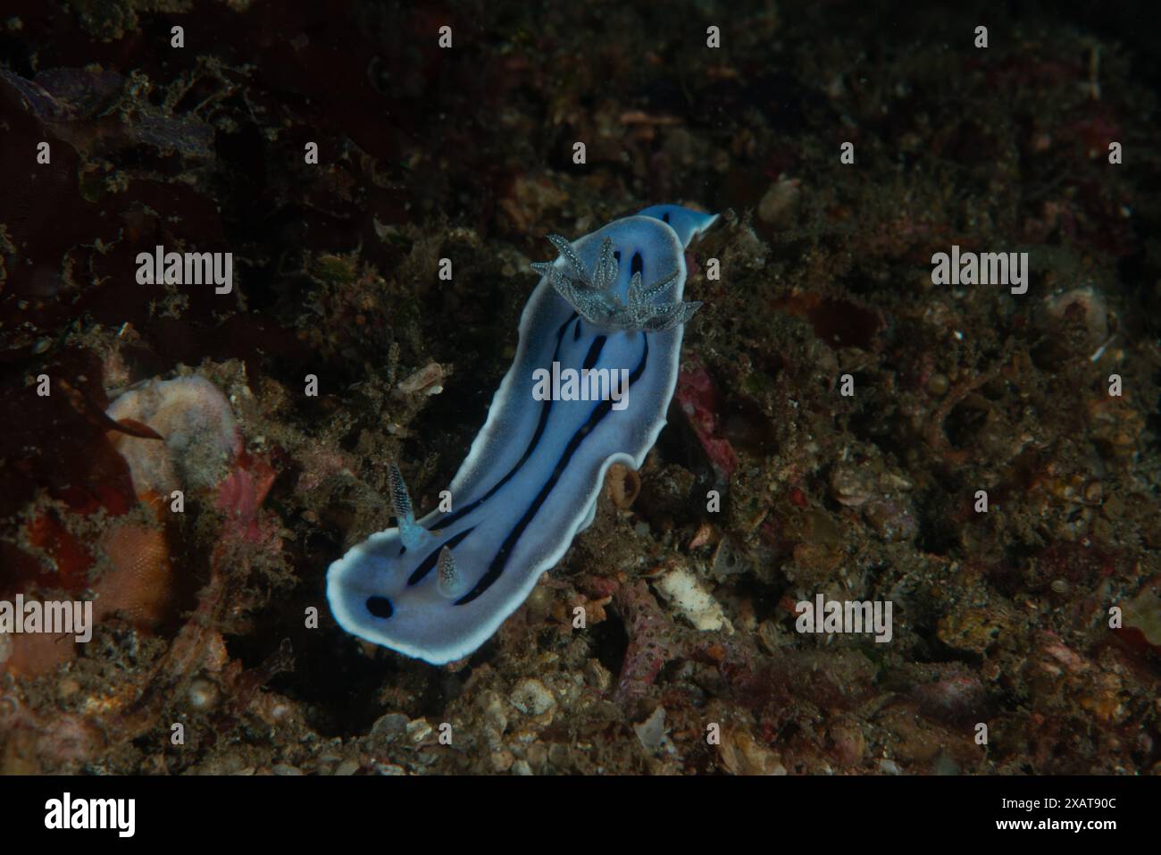 Muck Diving - Critters at Lembeh Strait Stock Photo - Alamy